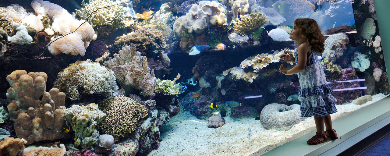 Aquarium De La Nouvelle Caledonie at Ruth Madison blog